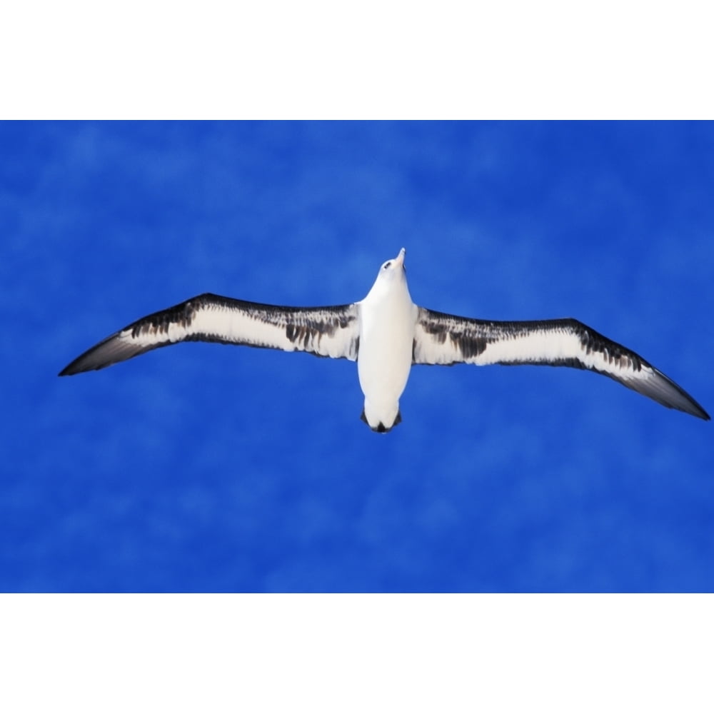 Midway Atoll Laysan Albatross In Flight Blue Sky View From Below ...