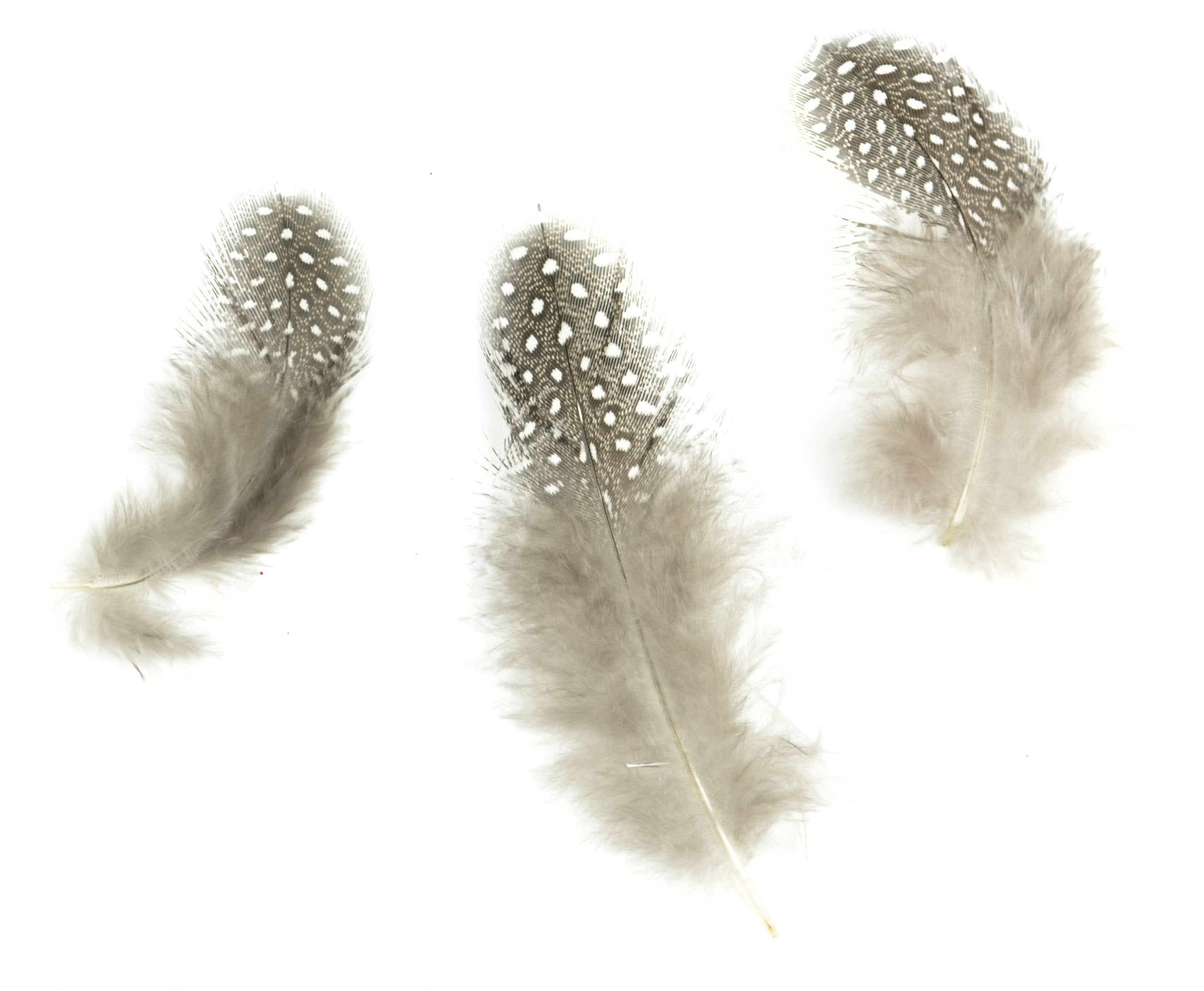 Touch of Nature 38138 Guinea Fowl Feathers Natural, 4 grams - Walmart.com