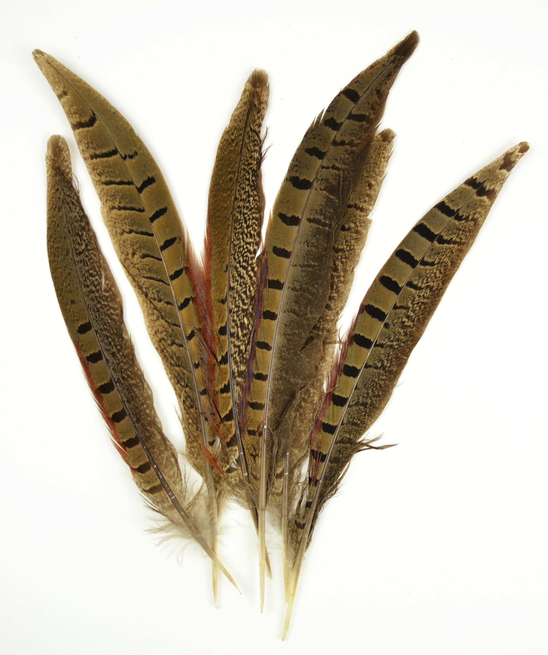 Midwest Design Imports, Inc. Ringneck Pheasant Feathers 6/Pkg, Natural ...