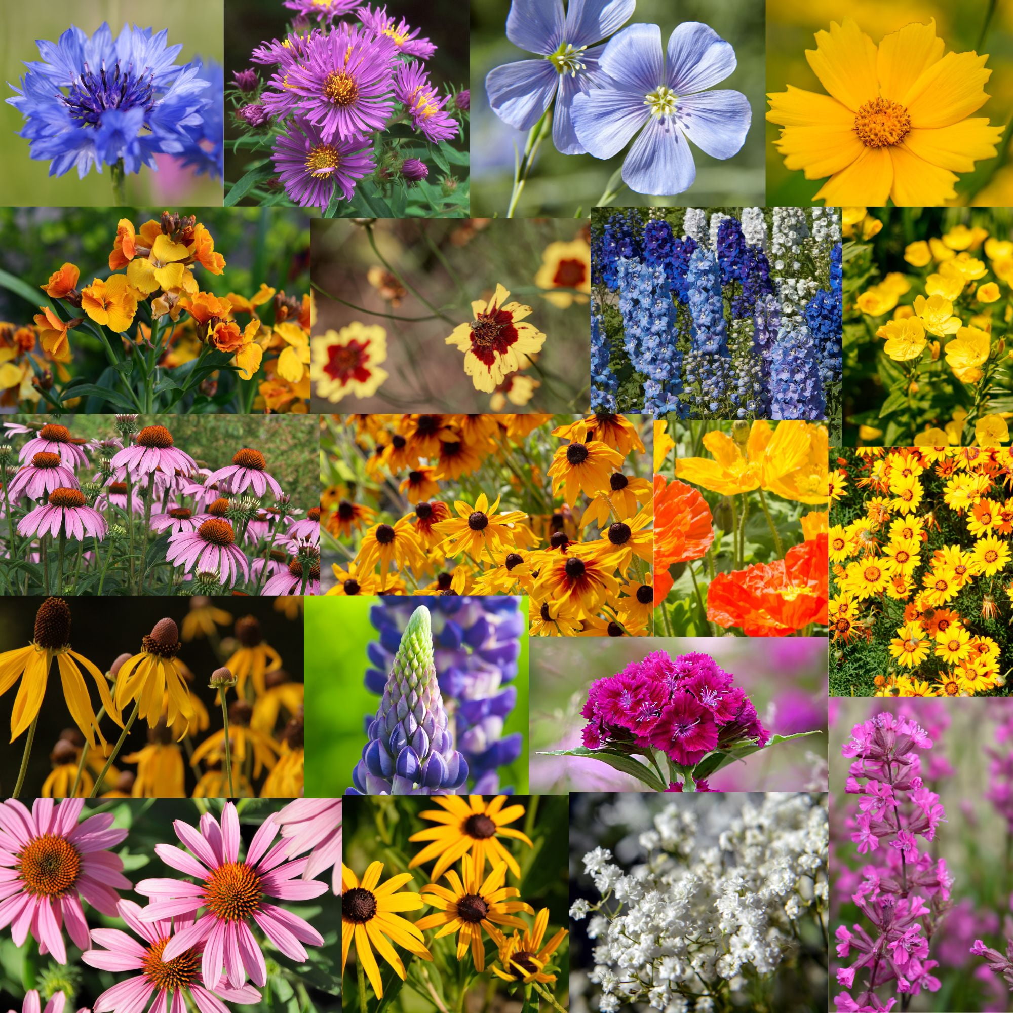 Midwest Mix Wildflower 25 Lb ~50,000 Seeds – Annual & Perennial Flower ...