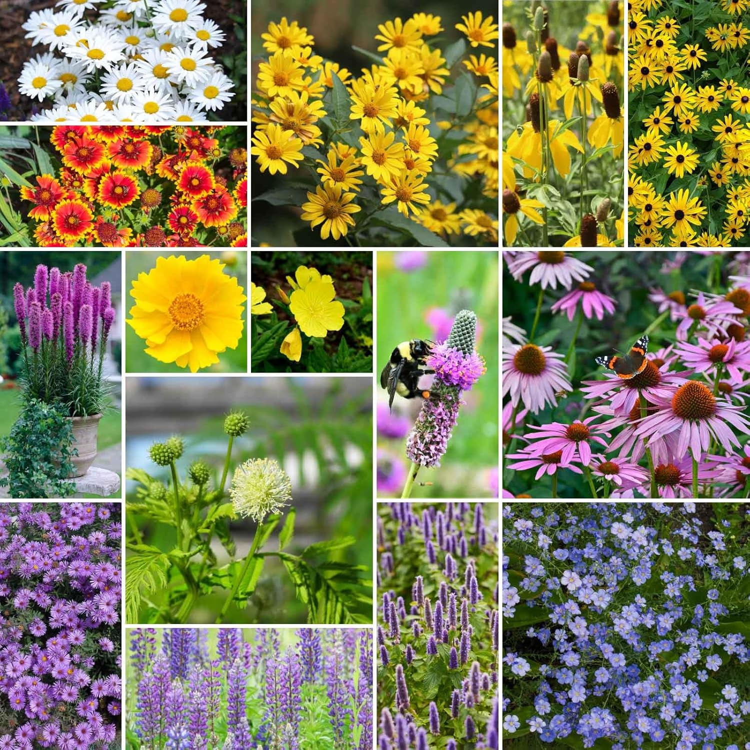 Midwest All Perennial Wildflower Mixed Seeds for Planting, 1/4 lb ...