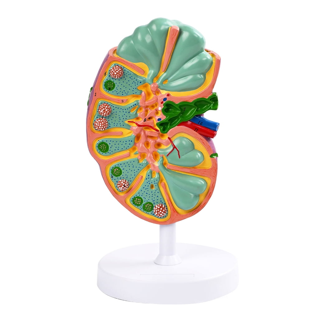 Miiottaa Anatomical Human Lymphatic Structure Model Teaching Aid for ...