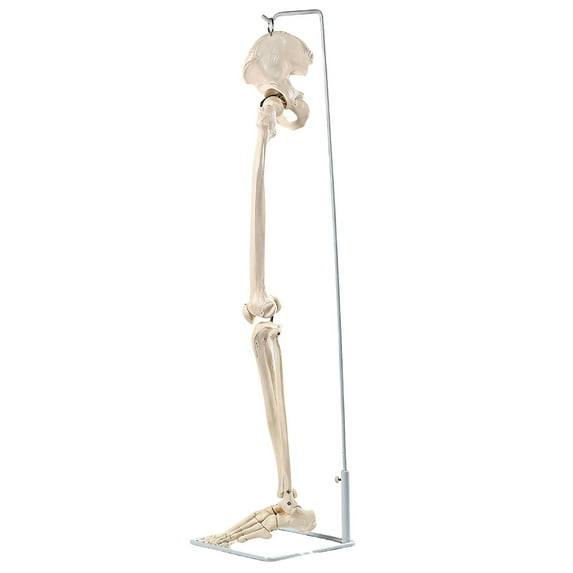 Miiottaa Hanging PVC Lower Limb Skeleton Anatomy Model with Hip Bone ...