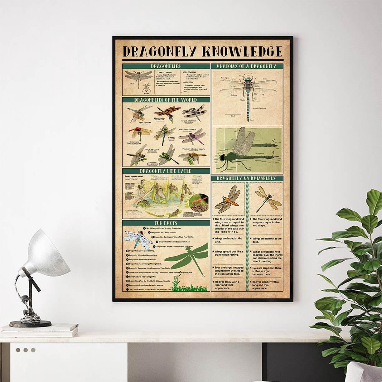 MikaMY Dragonfly Knowledge poster, Anatomy of a dragonfly, vintage ...