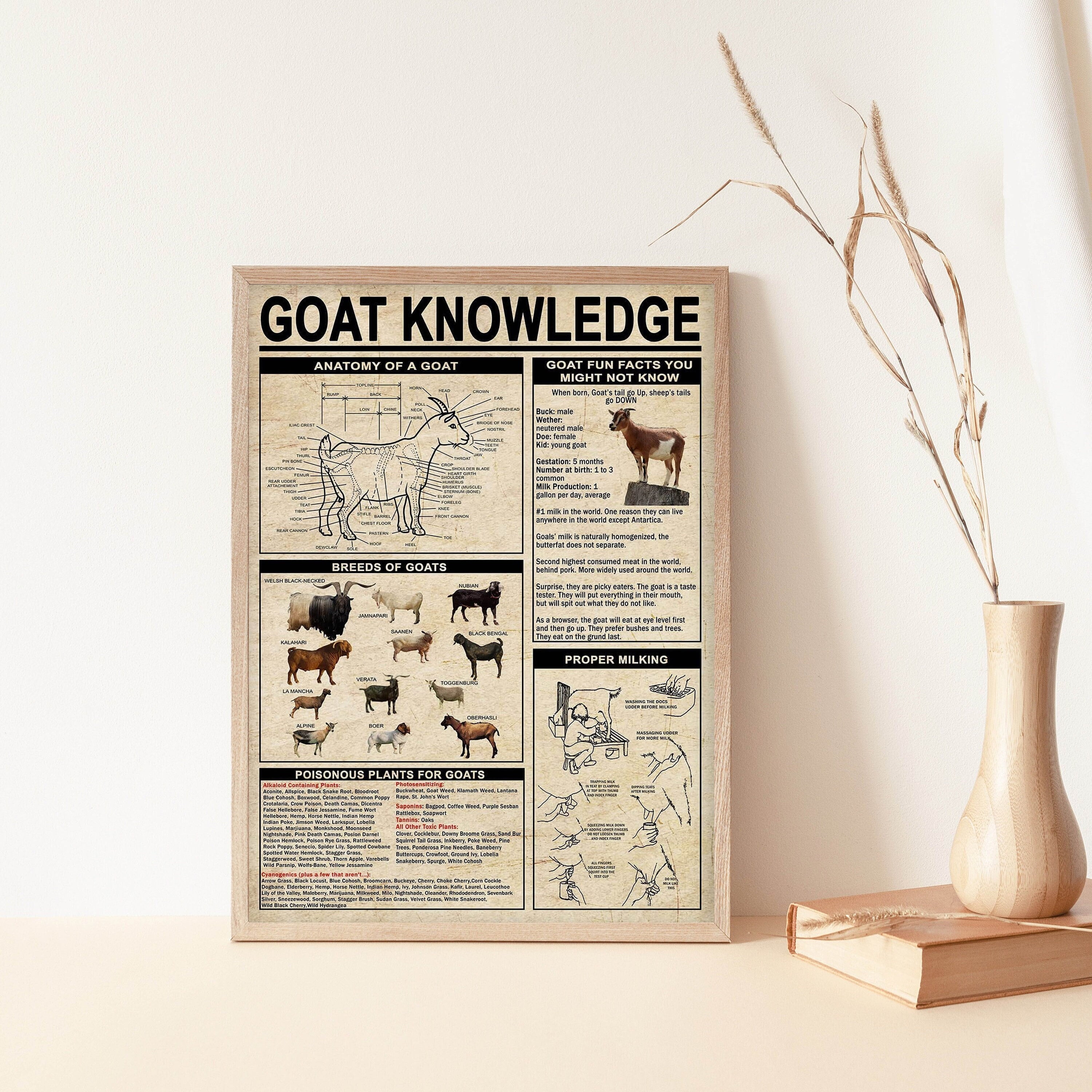 MikaMY Unframed Goat , Anatomy Of A Goat, Breeds Of Goat, Goat Lover ...