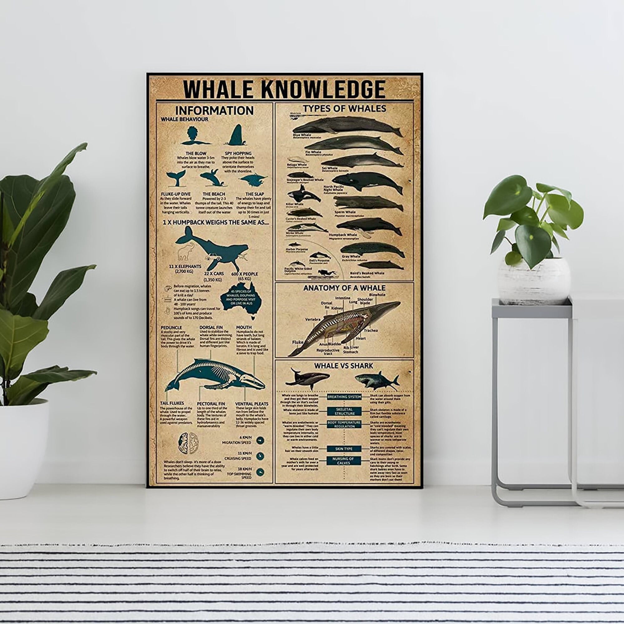 MikaMY Whale Knowledge Poster, Whale Lover Gift, All About Whale ...