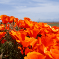 Mikado California Poppy Seeds - Eschscholzia californica, Non-GMO, 200 ...
