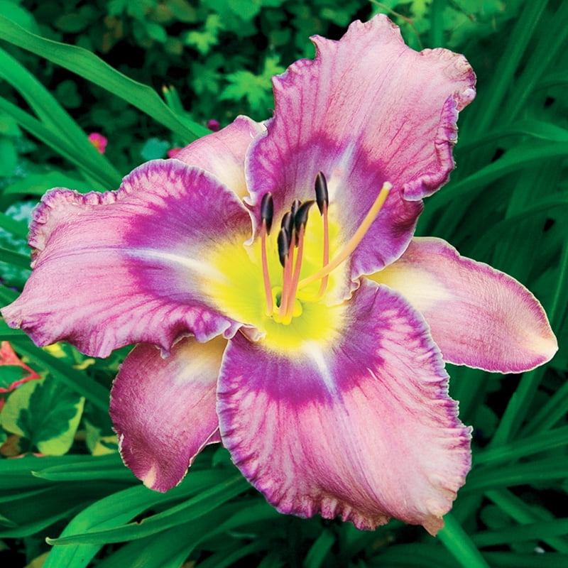 Mildred Mitchell Daylilies Root - HUGE Blooms - Pleasantly Scented ...