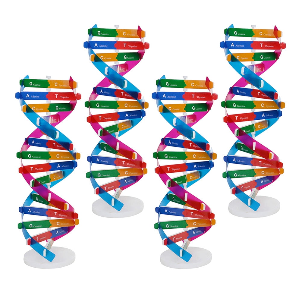 Milisten 4Pcs Scientific Dna Model Kit Realistic Double Helix Structure ...