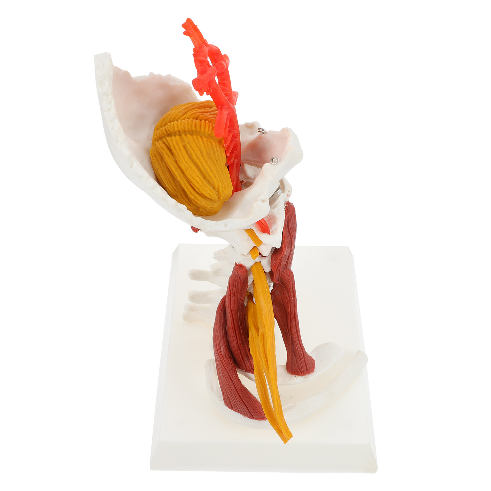 Milisten Anatomical Cervical Spine Model for Teaching Made of PVC White ...