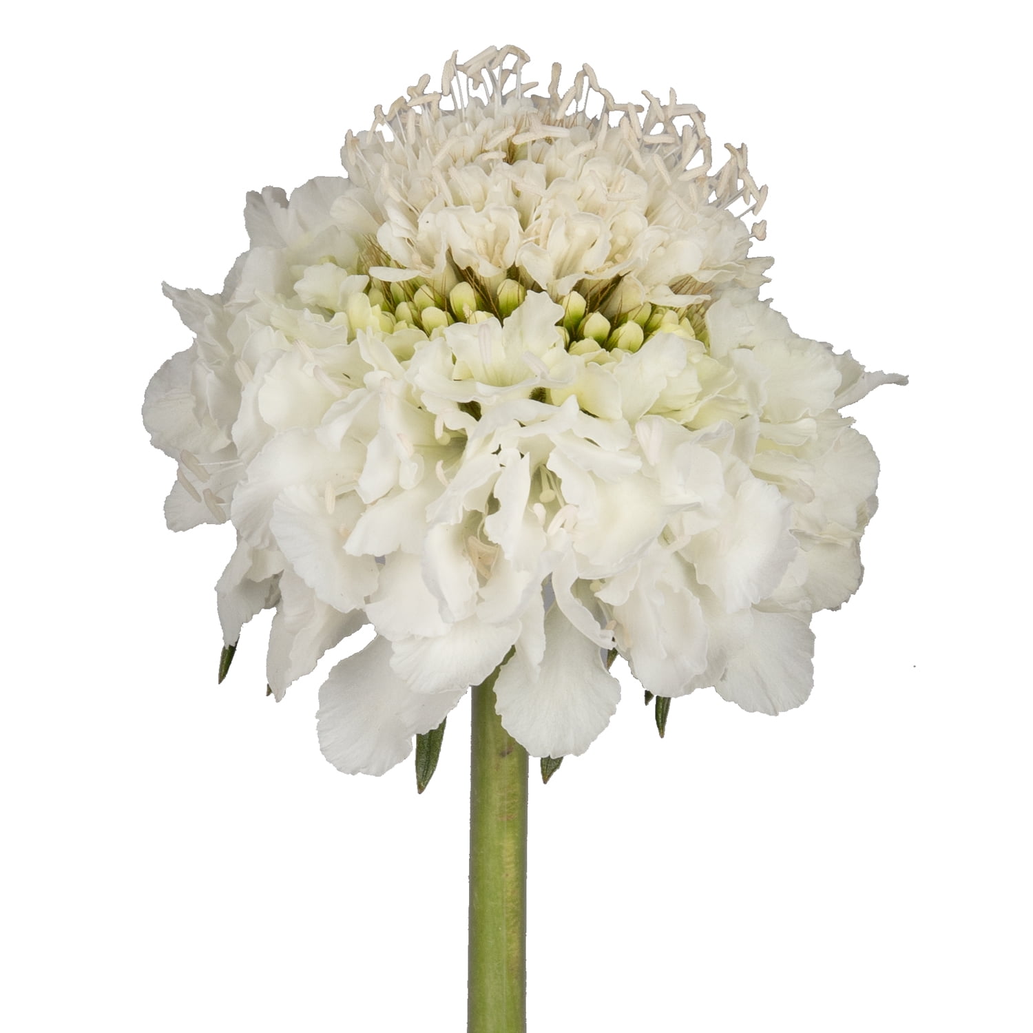 Milk Scabiosa - Farm Direct Fresh Cut Flowers - 360 Stems - Walmart.com