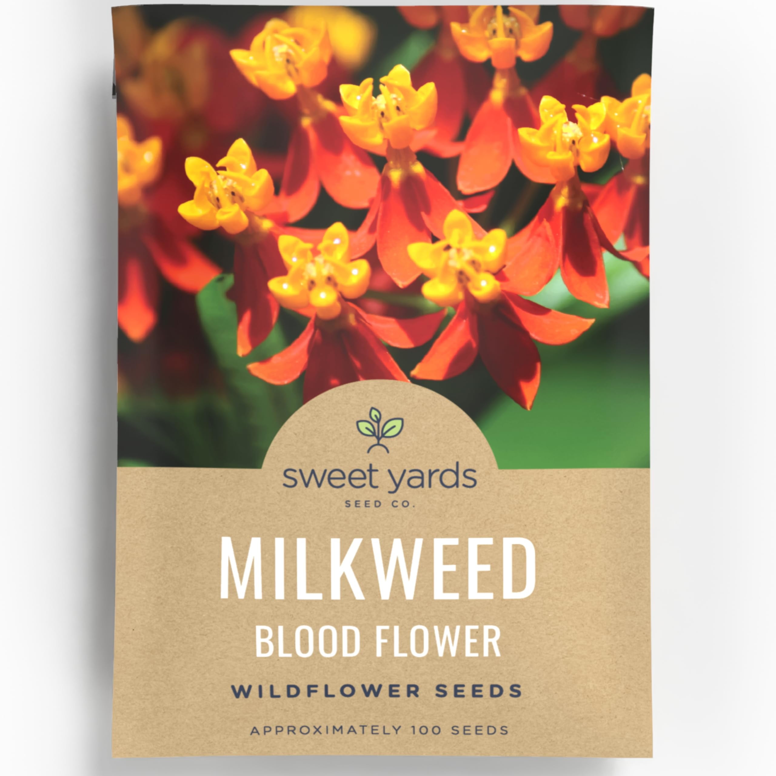 Milkweed - Blood Flower - Large MVR1 400mg Envelope - 100 Flower Seeds ...