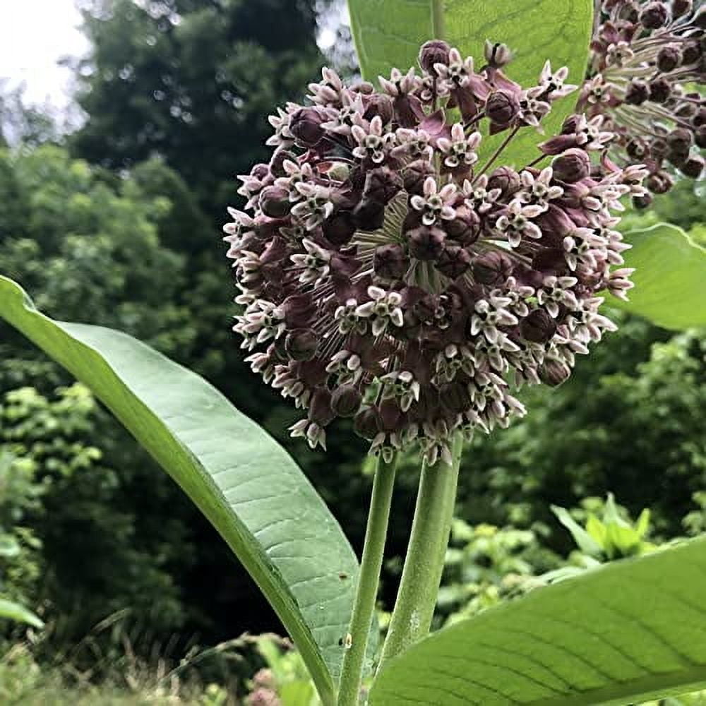 Milkweed, common Plant, (Asclepias syriaca L) 2.5 inch pot - Walmart.com