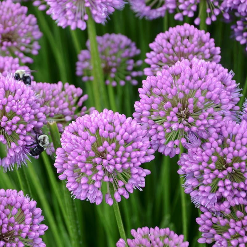Millenium Allium Flower Root - Purple Flowers - Attracts Butterflies ...