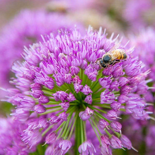 Millenium Allium Potted Flowering Perennial Plant, in a 2.50 Qt. Pot ...