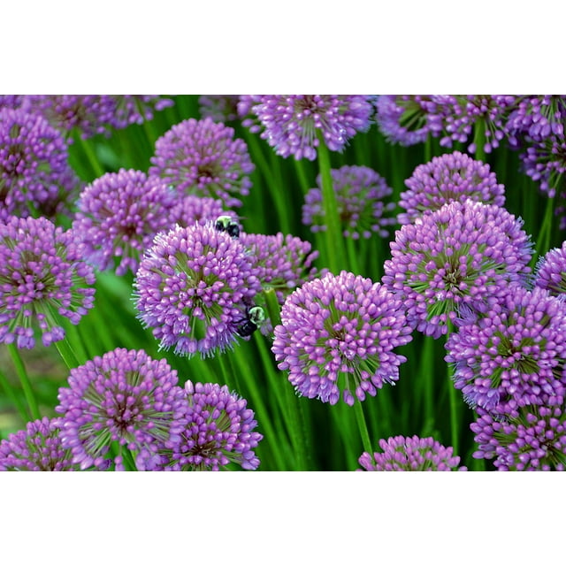 Millenium Flowering Onion Perennial - Allium - Gallon Pot - Walmart.com