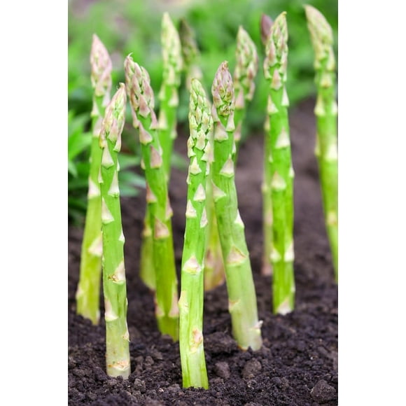 Asparagus Plants in Vegetable Plants - Walmart.com