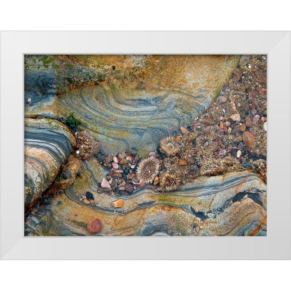 Miller, Anna 18x15 White Modern Wood Framed Museum Art Print Titled ...