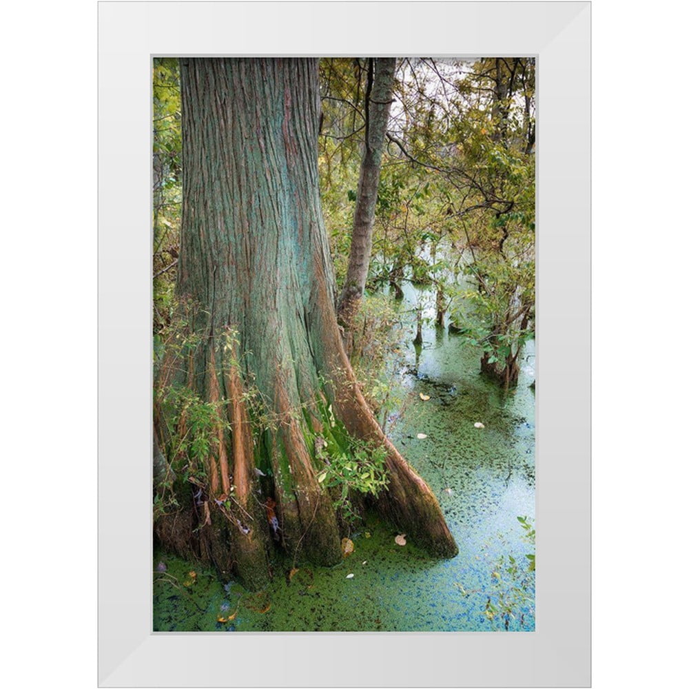 Miller, Anna 23x32 White Modern Wood Framed Museum Art Print Titled - Bold Cypress Swamp-Twin ...