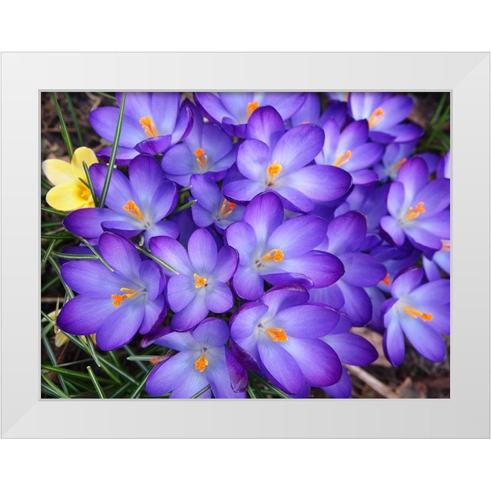 Miller, Anna 24x19 White Modern Wood Framed Museum Art Print Titled ...