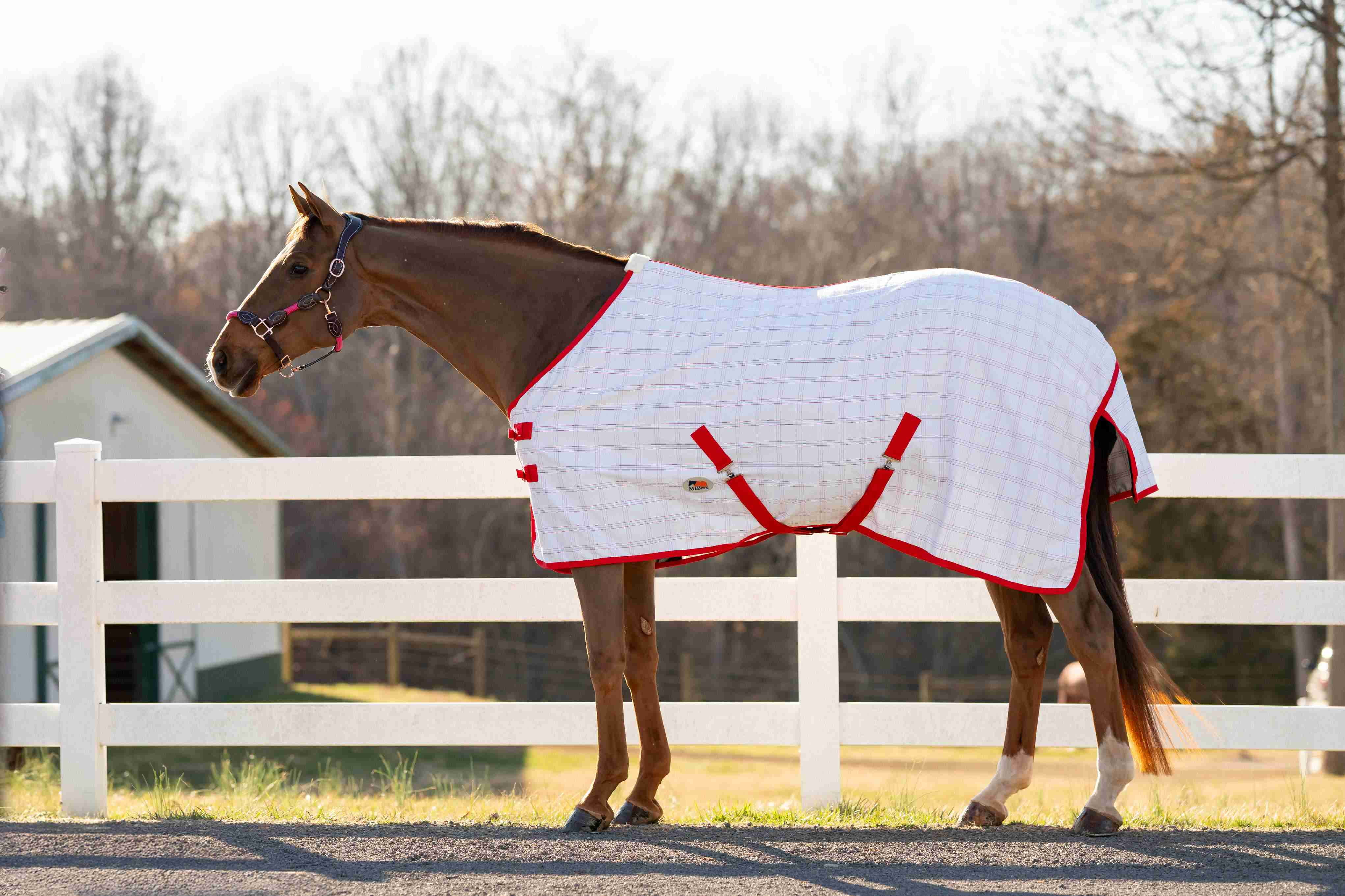 Miller's Aussie Light Weight Turnout Sheet-White/EC Red-87 - Walmart.com