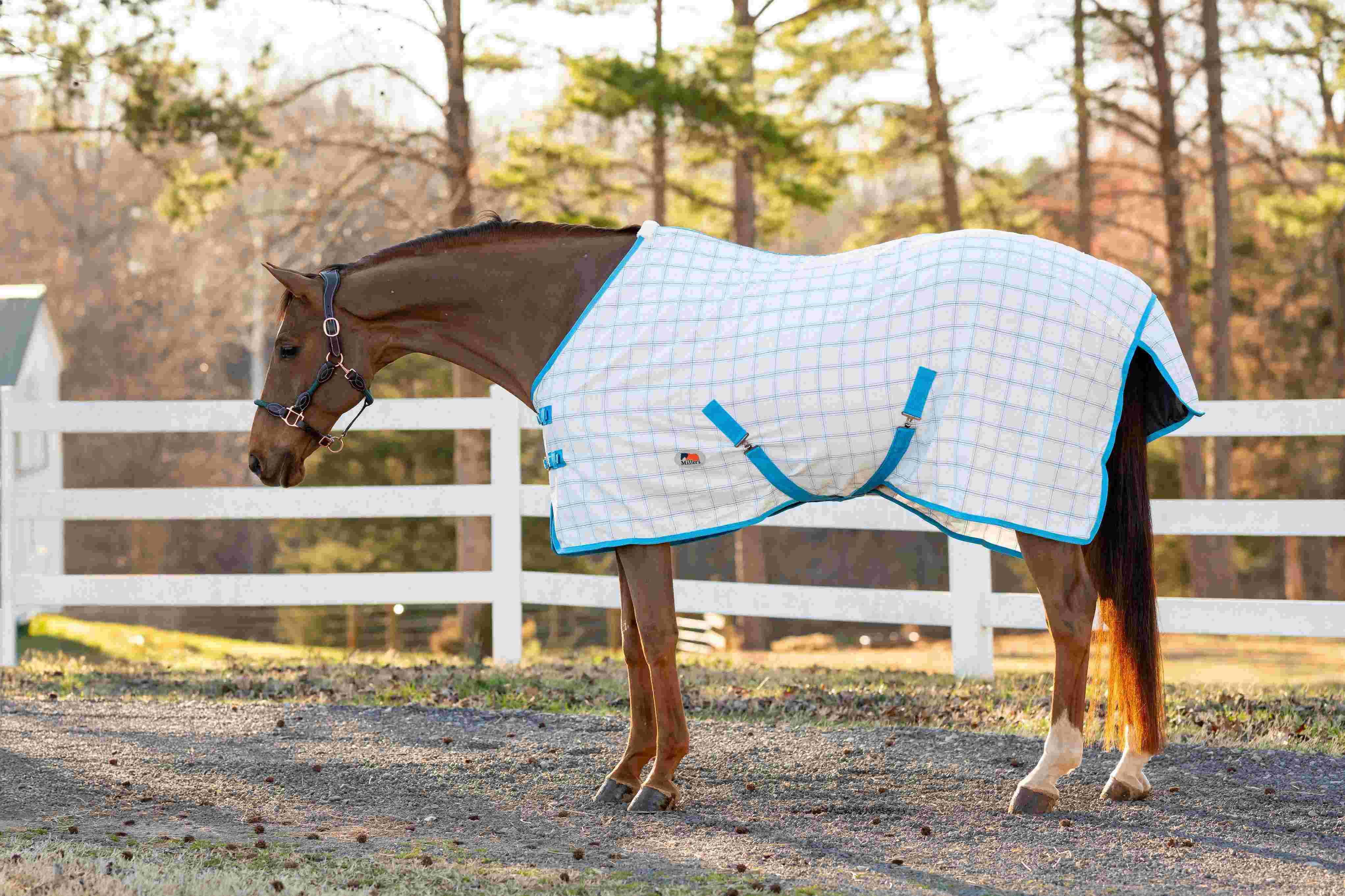 Miller's Aussie Light Weight Turnout Sheet-White/Turquoise-72 - Walmart.com