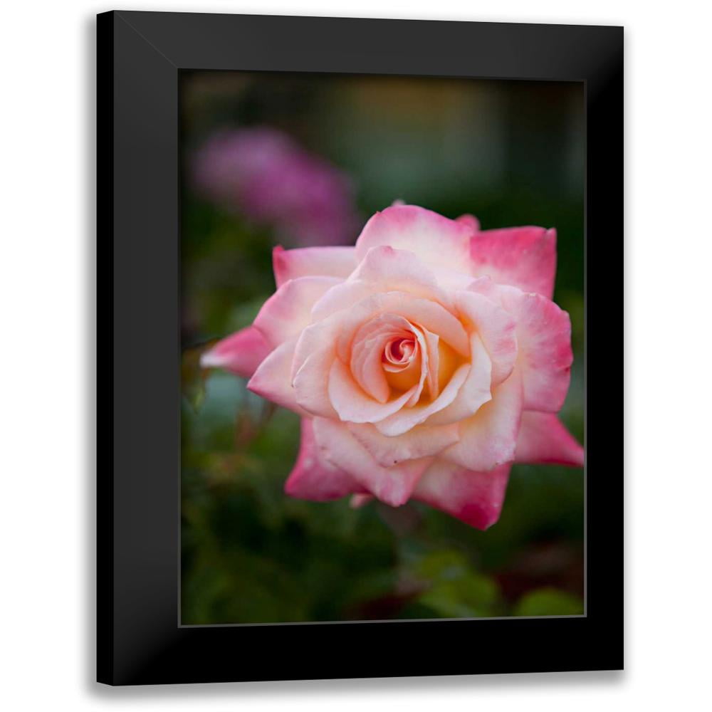 Millet, Karyn 17x24 Black Modern Framed Museum Art Print Titled - Pink ...