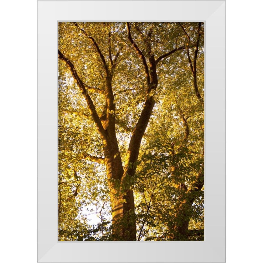 Millet, Karyn 17x24 White Modern Wood Framed Museum Art Print Titled ...