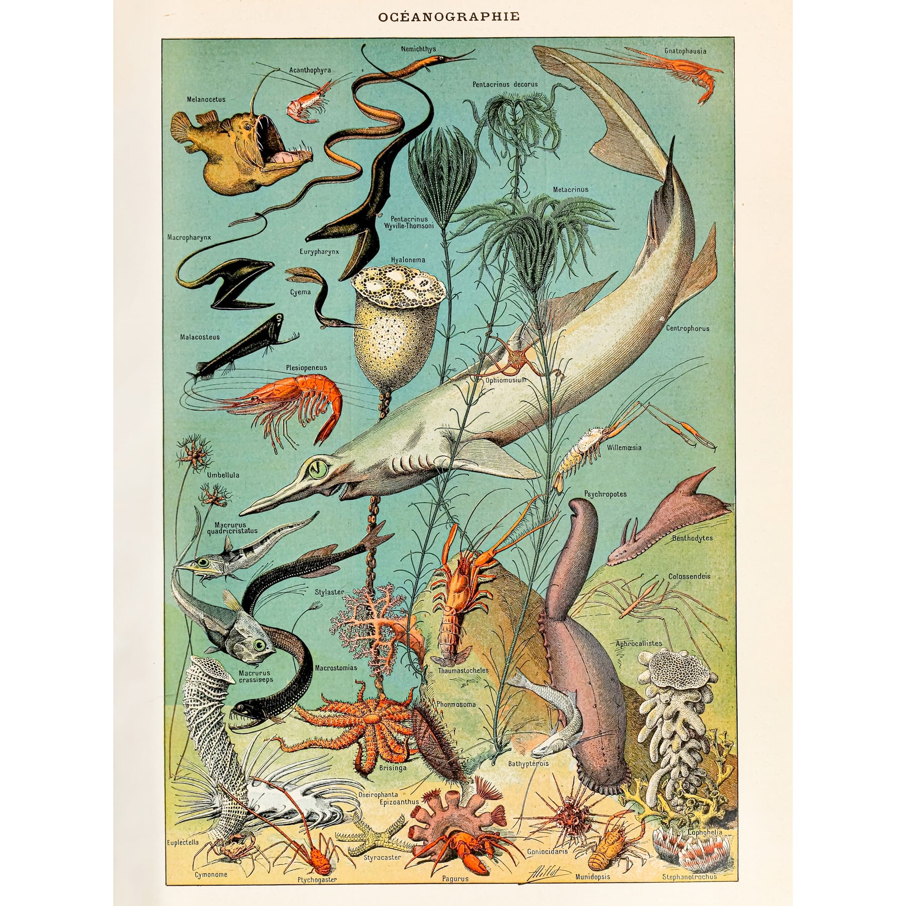 Millot Encyclopedia Page Ocean Fish Shark Extra Large XL Wall Art ...