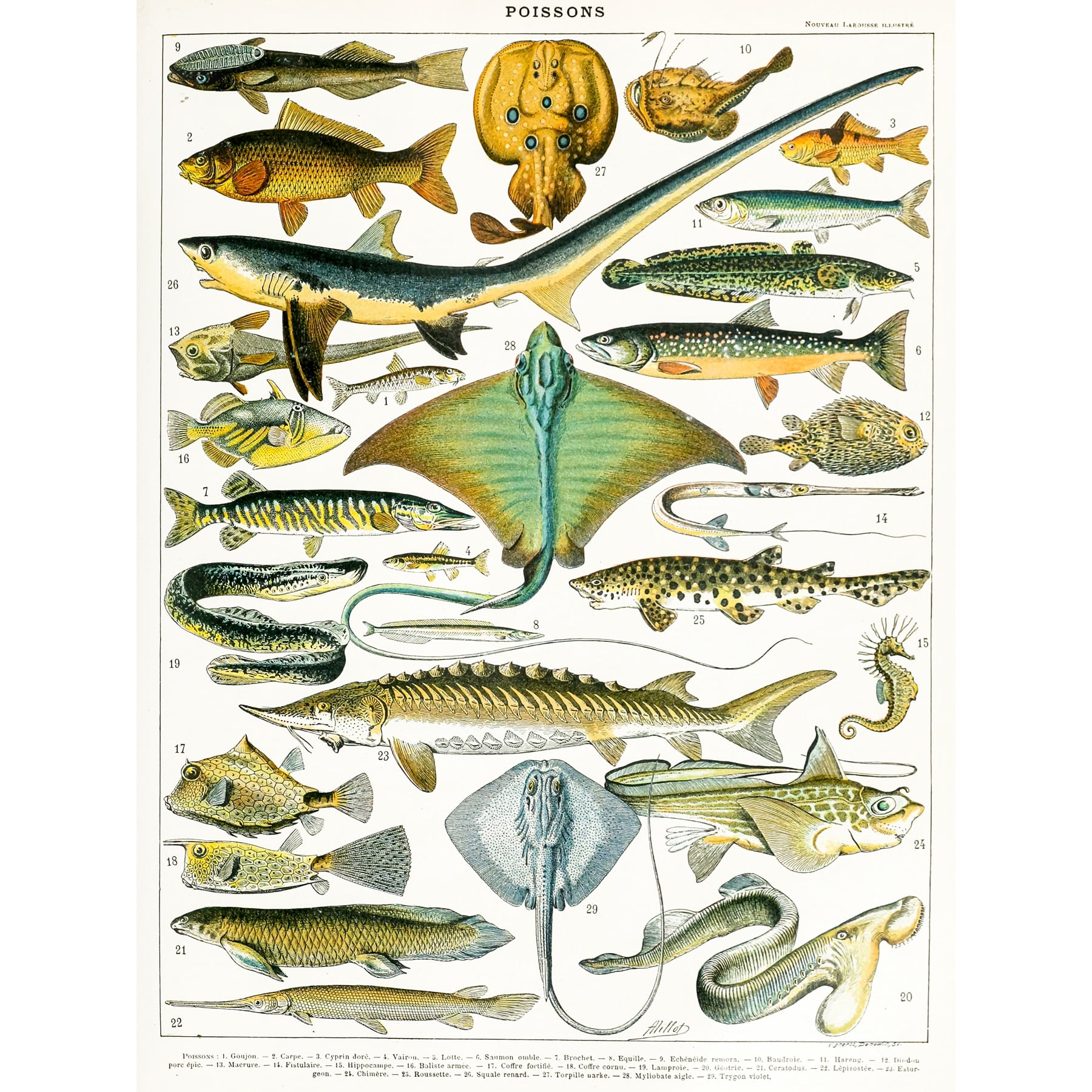 Millot Encyclopedia Page Sea Fish Variety Extra Large XL Wall Art ...