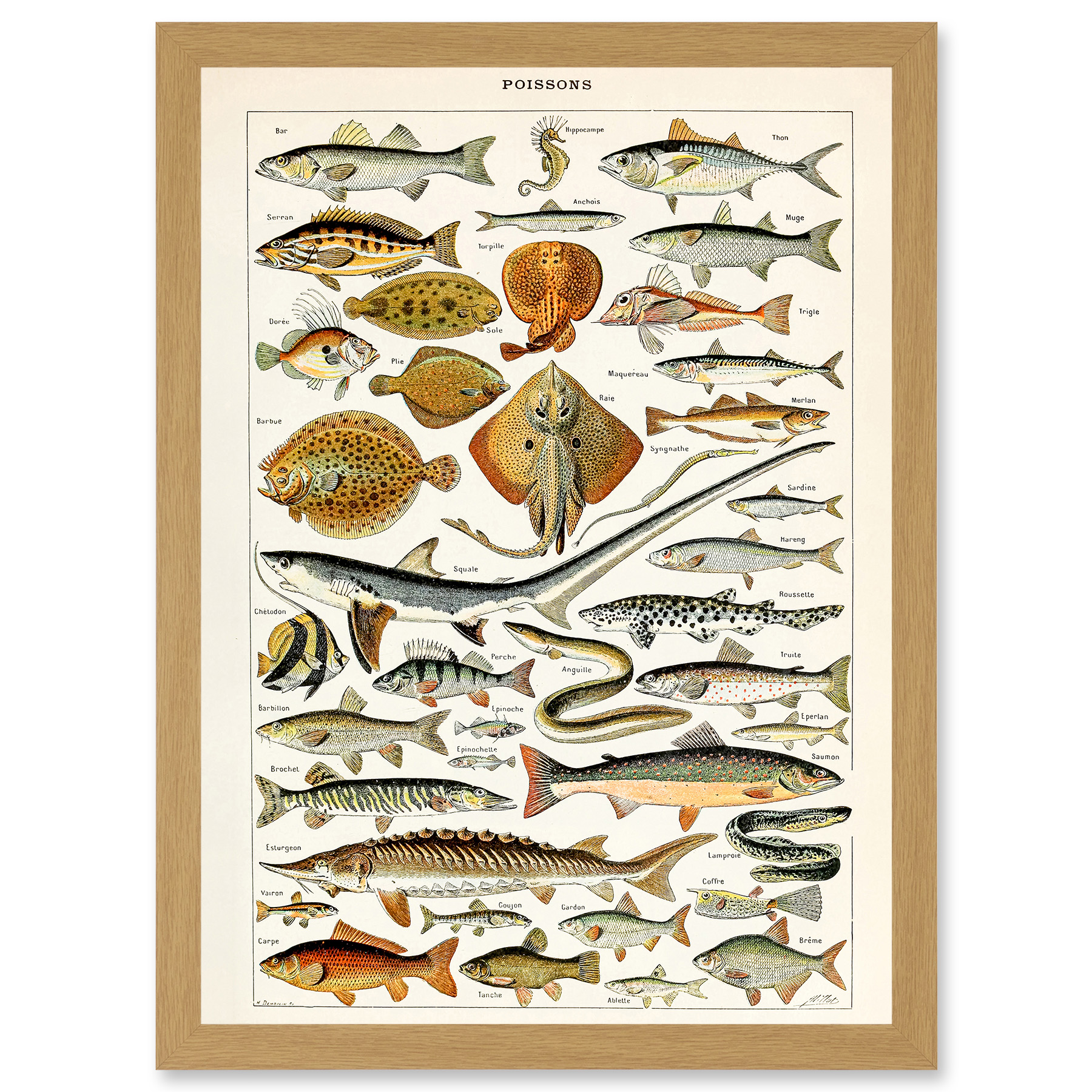 Millot Encyclopedia vintage Fish Shark Ray Nature Artwork Framed Wall ...