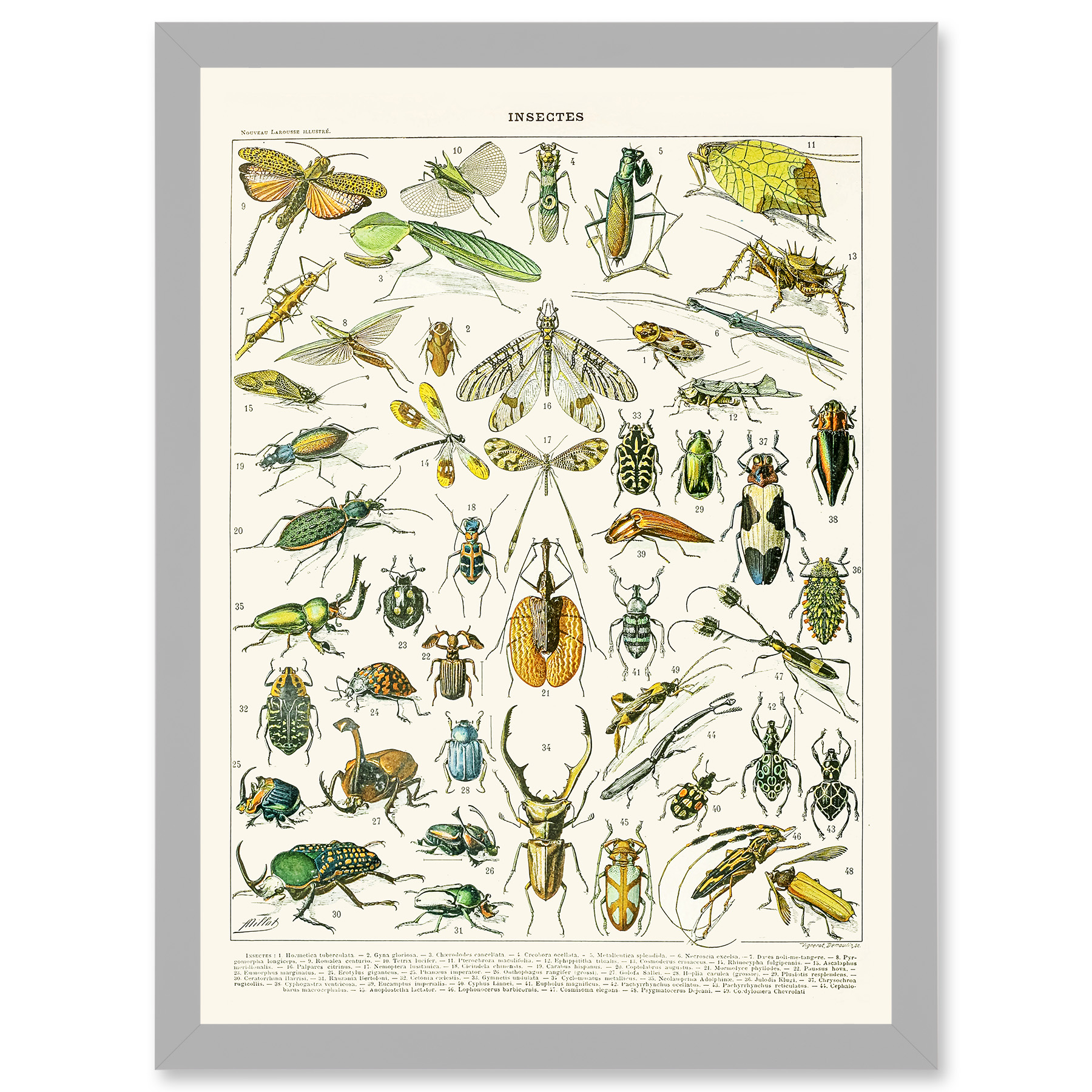 Millot Encyclopedia vintage Flying Insects Beetles Nature Artwork ...