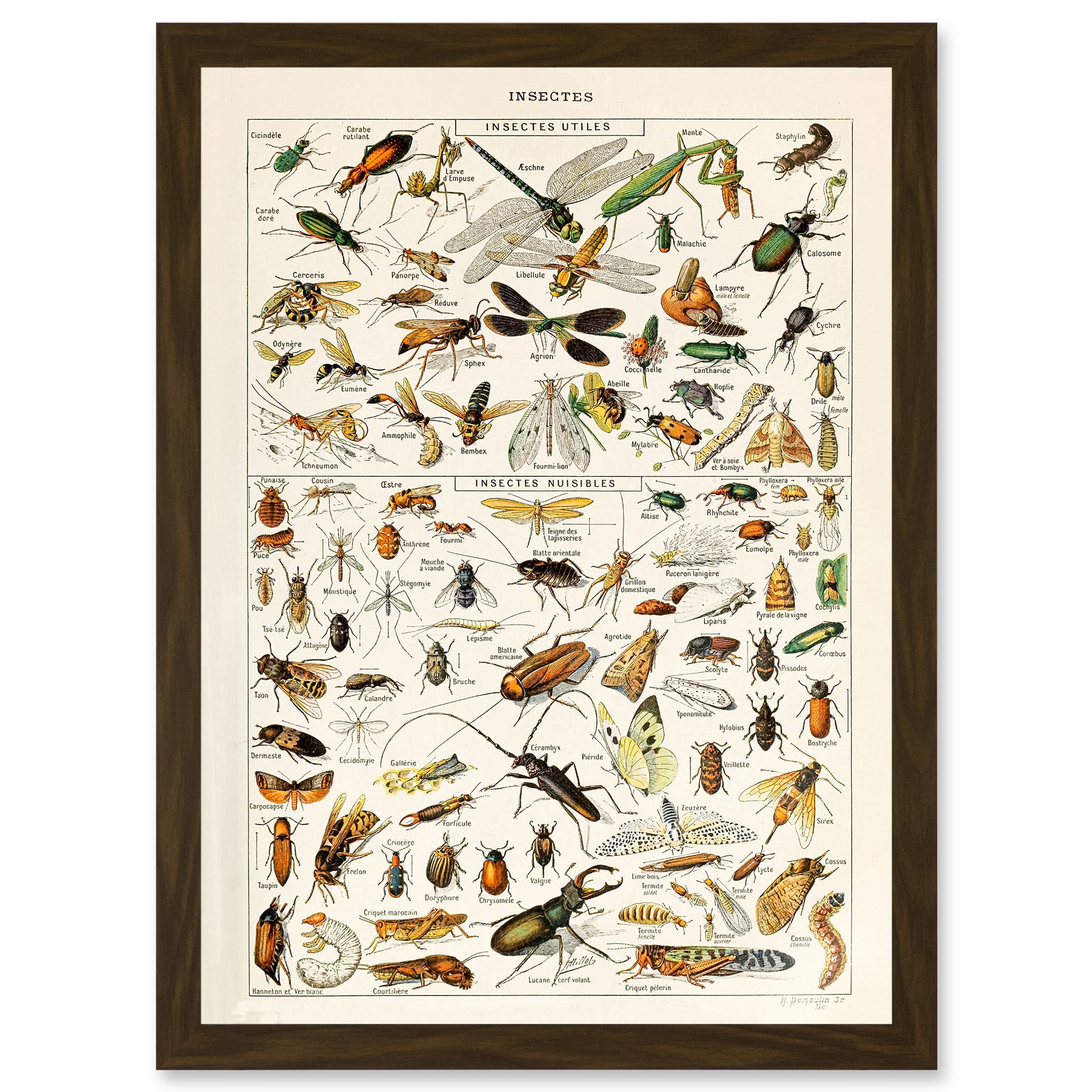 Millot Encyclopedia vintage Insects Dragonfly Nature Artwork Framed Wall Art Print A4 - Walmart.com