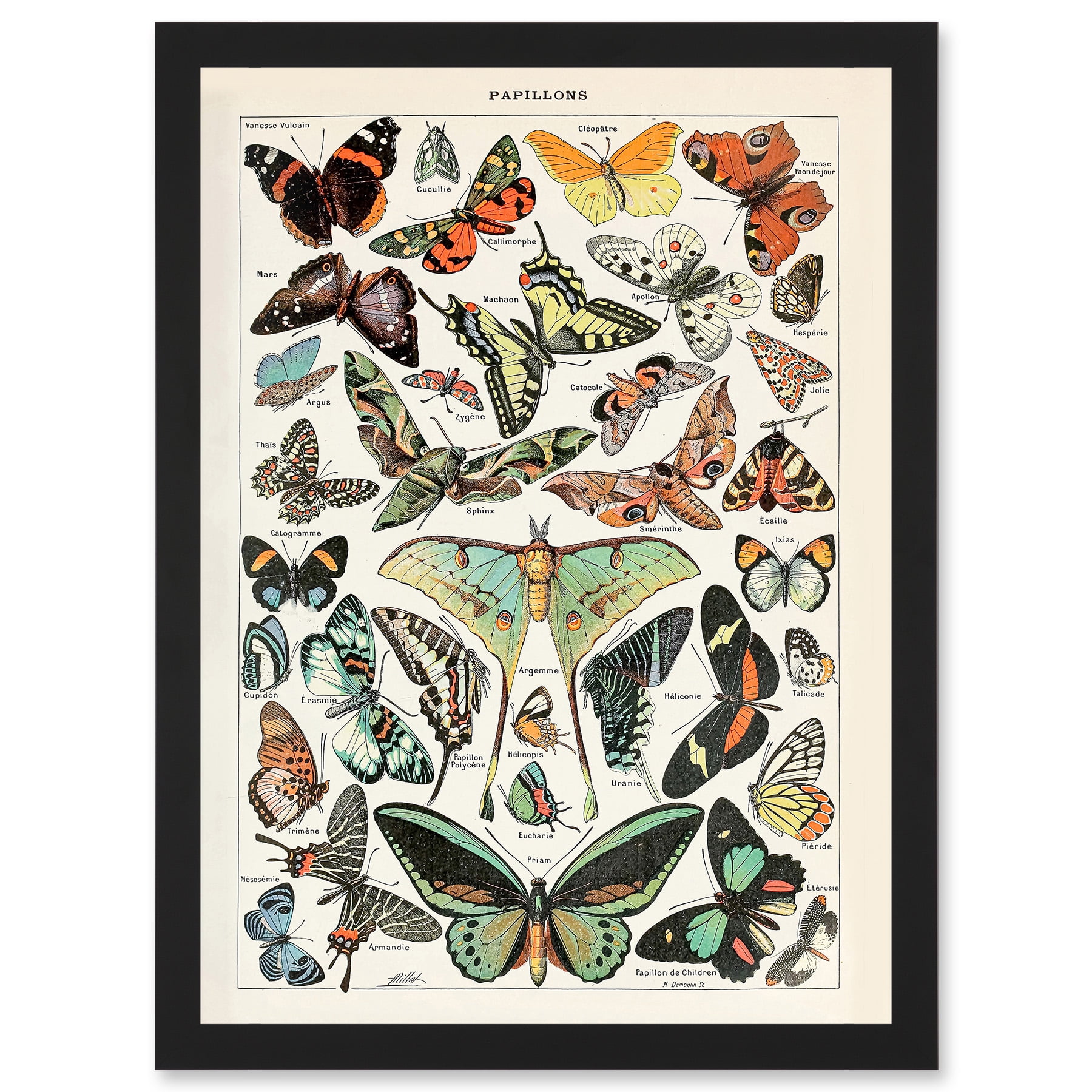 Millot Encyclopedia vintage Variety Butterflies Moths Nature Artwork ...