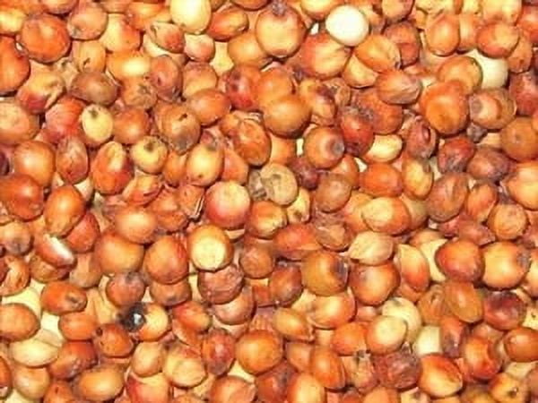 Milo Bulk Dry Grain Sorghum Seed - 10 Lbs. - Walmart.com