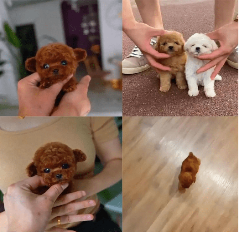 Milow - My Realistic Robot Puppy, Milow Robot Puppy, Milow Realistic ...