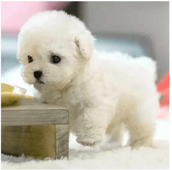 Milow Robot Puppy, Milow - My Realistic Robot Puppy, Milow robotics Dog ...