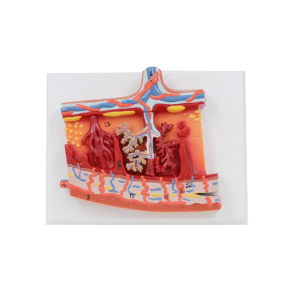 Milue Anatomical Placenta Model for Diseases Study - Walmart.com