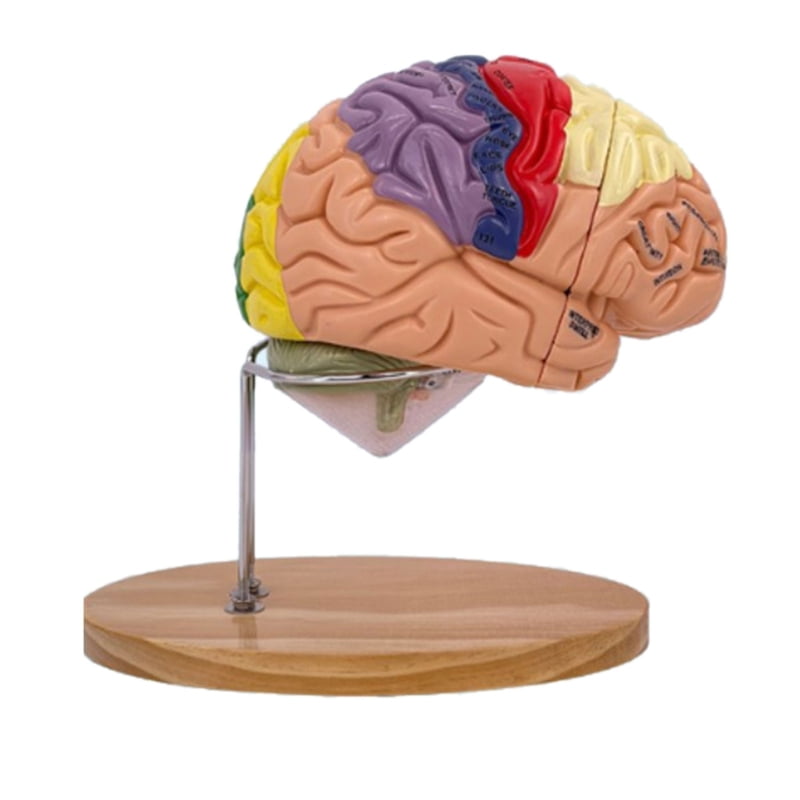 Milue Brain Model for Hospital Lab, Brain Anatomy Model Brain Anatomy ...