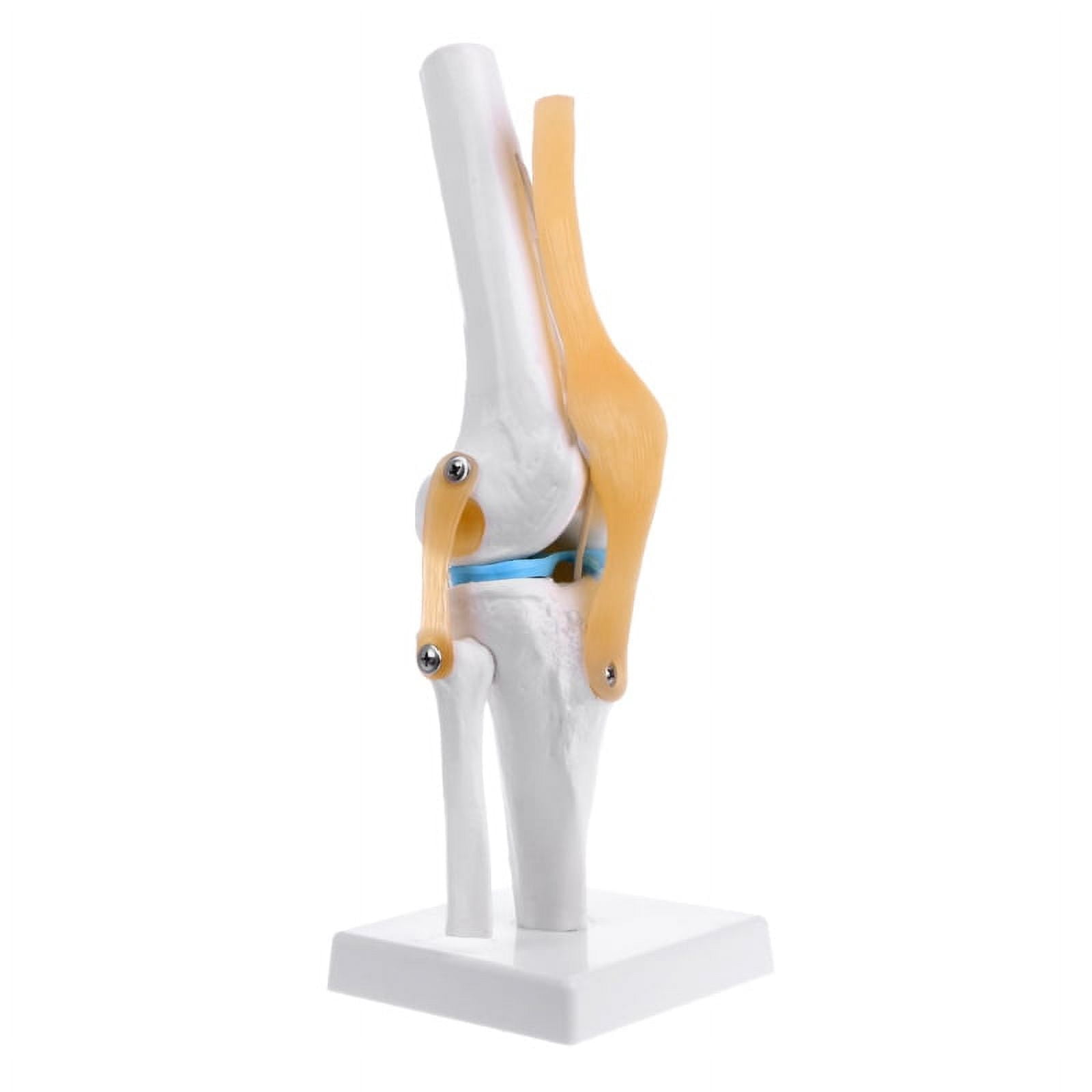 Milue Human Anatomical Knee Joint Flexible Skeleton Model Medical ...