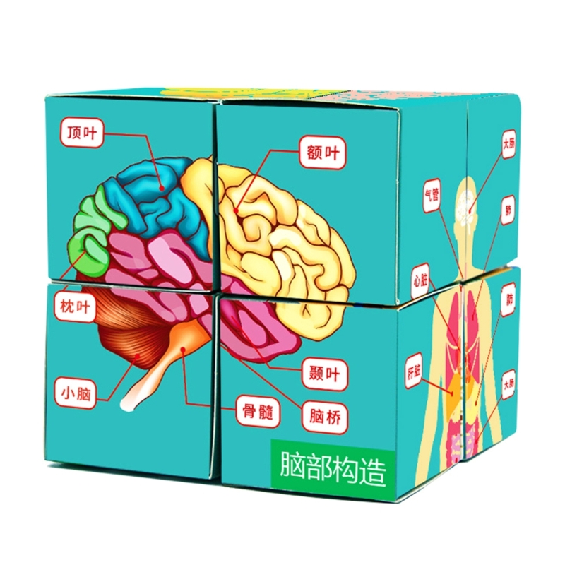 Milue Human Body Puzzle Card Kid Home Demonstration Toy Human Anatomy ...