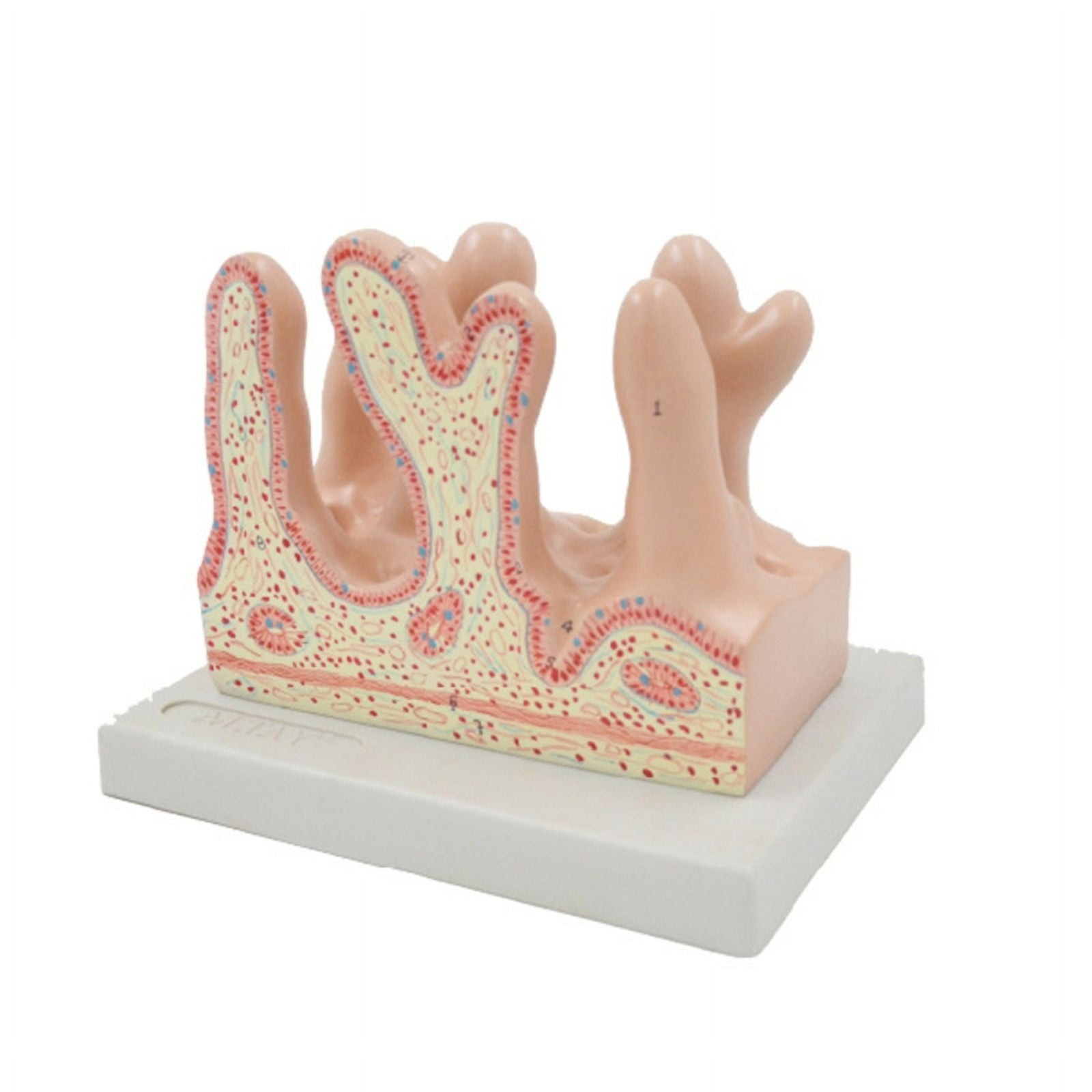 Milue Large Intestine Villus Anatomy Model Medical Teaching Aids ...