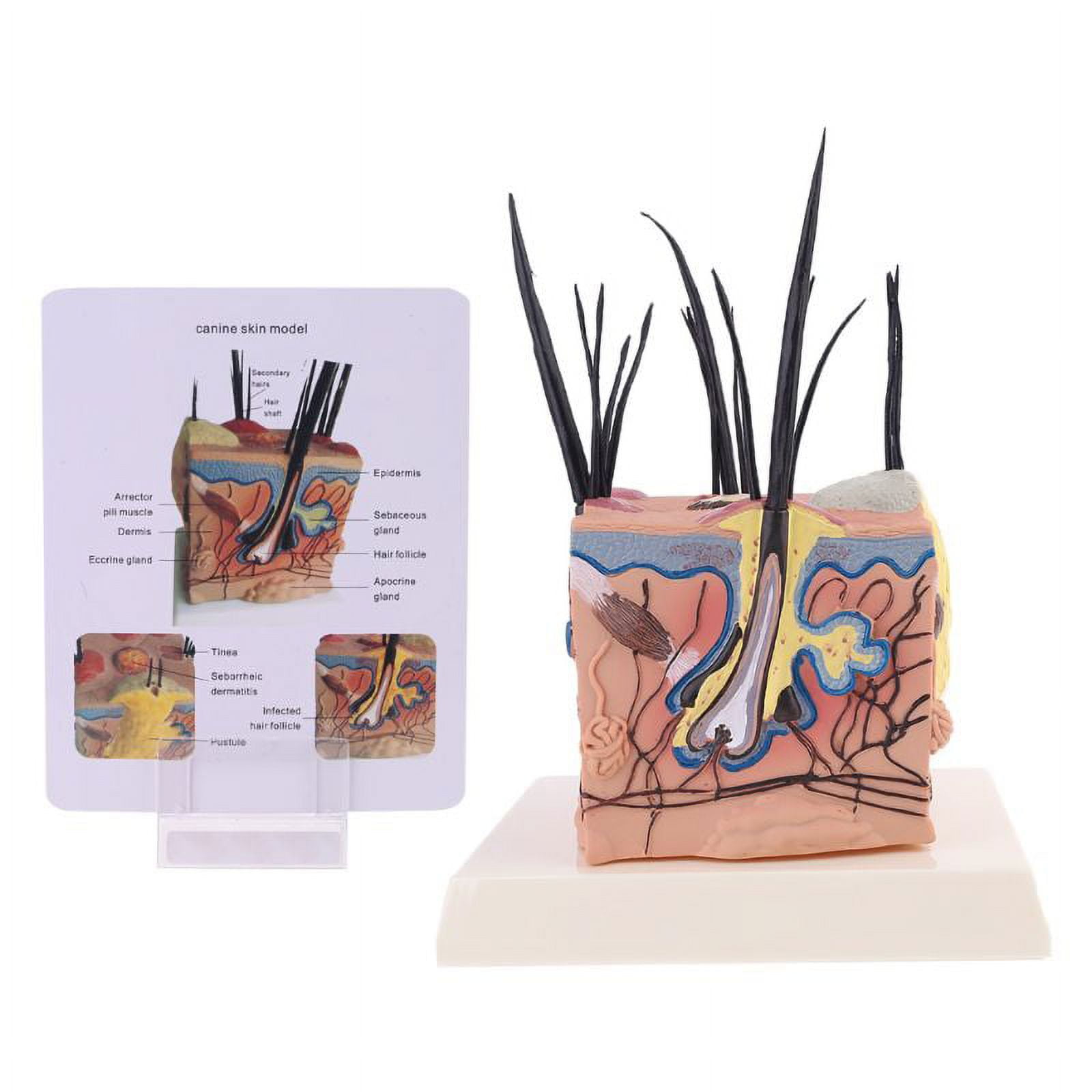 Milue Sick Dog Canine Skin Anatomical Model Veterinary Vet Anatomy ...