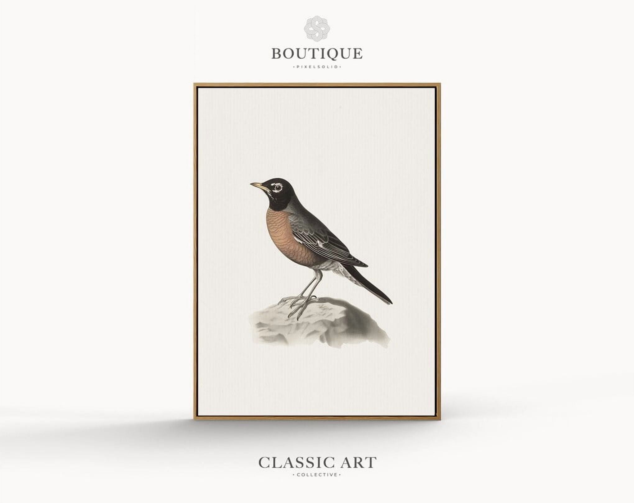 Miluva American Robin Drawing, Neutral Bird Illustration Print ...