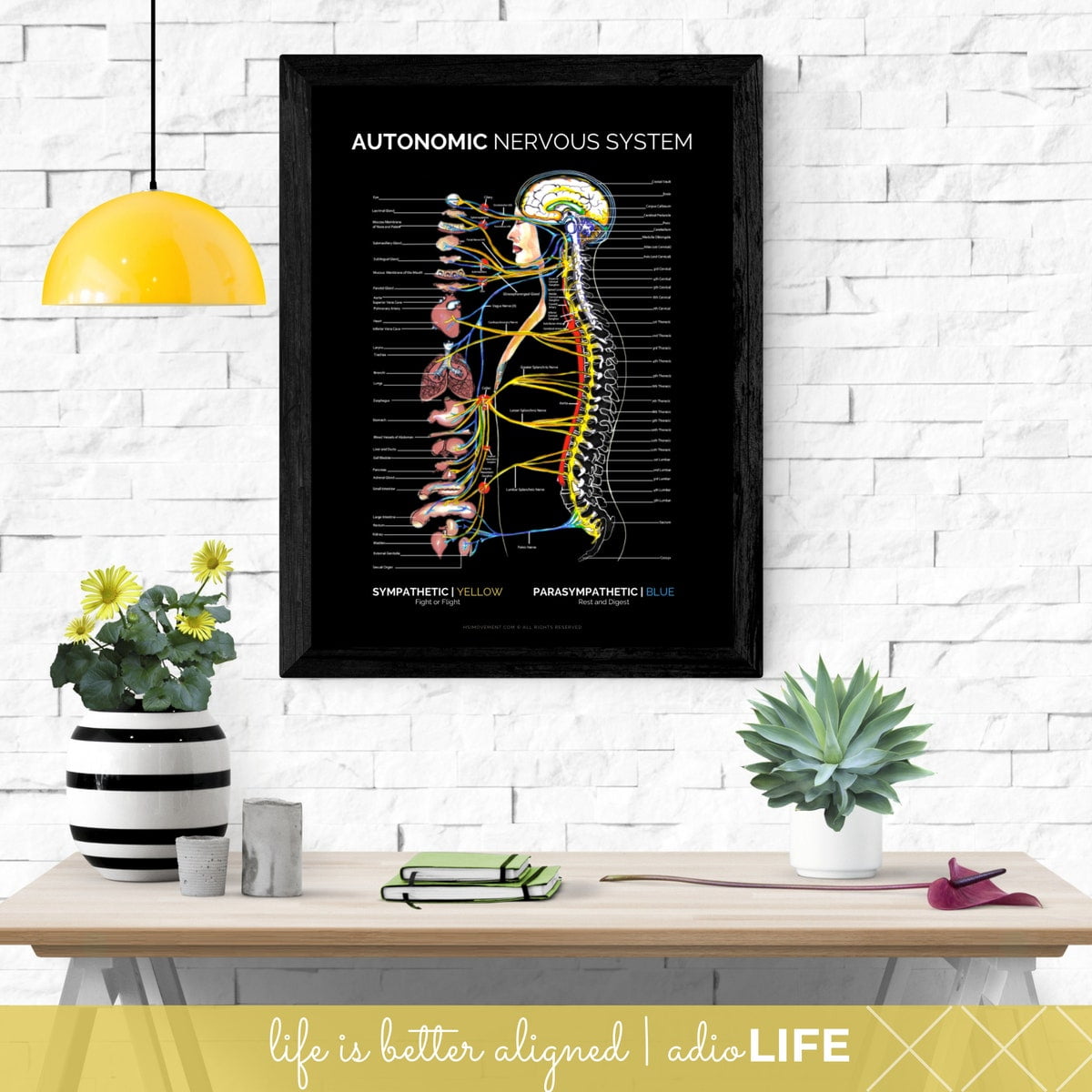 Miluva Autonomic Nervous System Chart, Spinal Nerve Poster ...