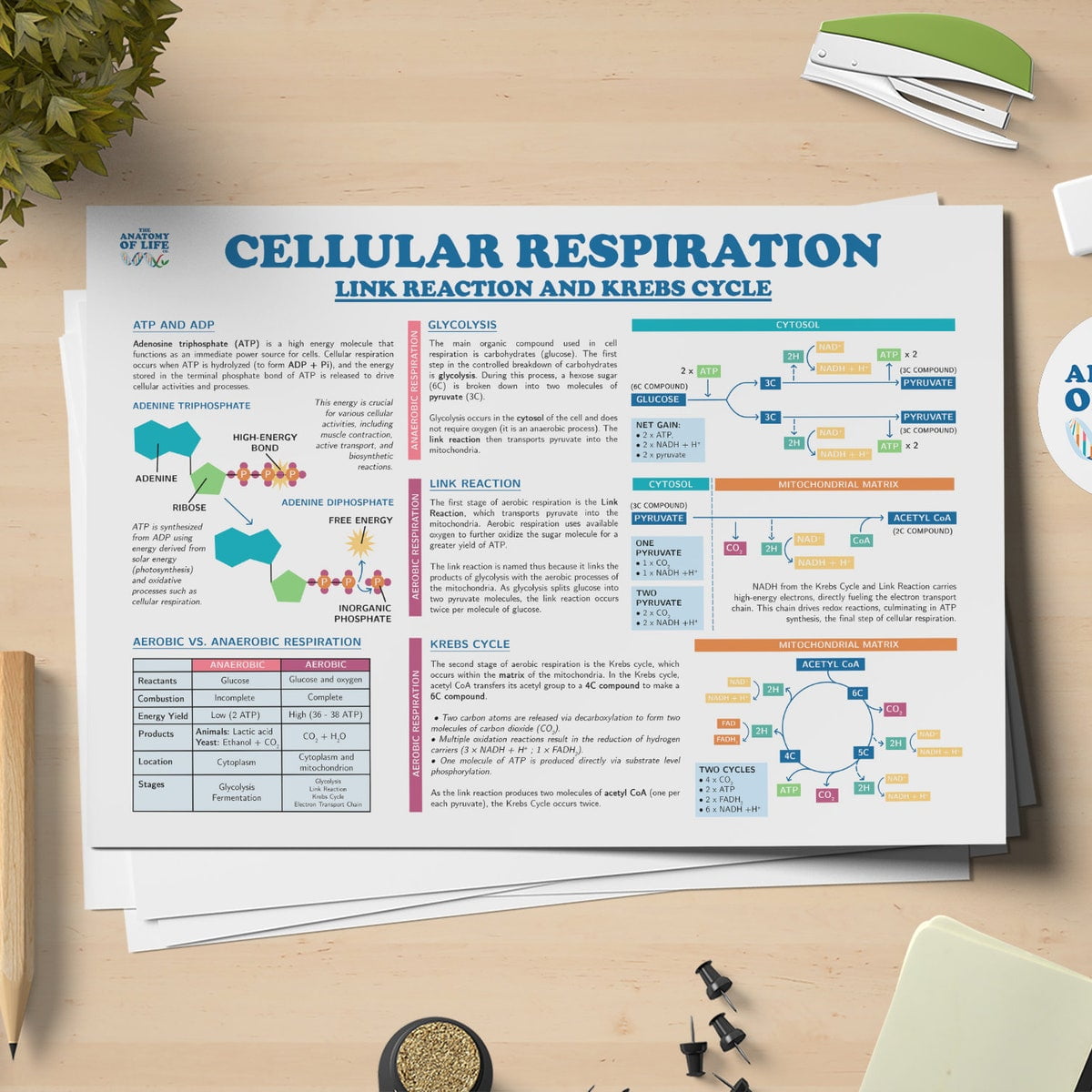 Miluva Cellular Respiration Link Reaction And Krebs Cycle Science ...