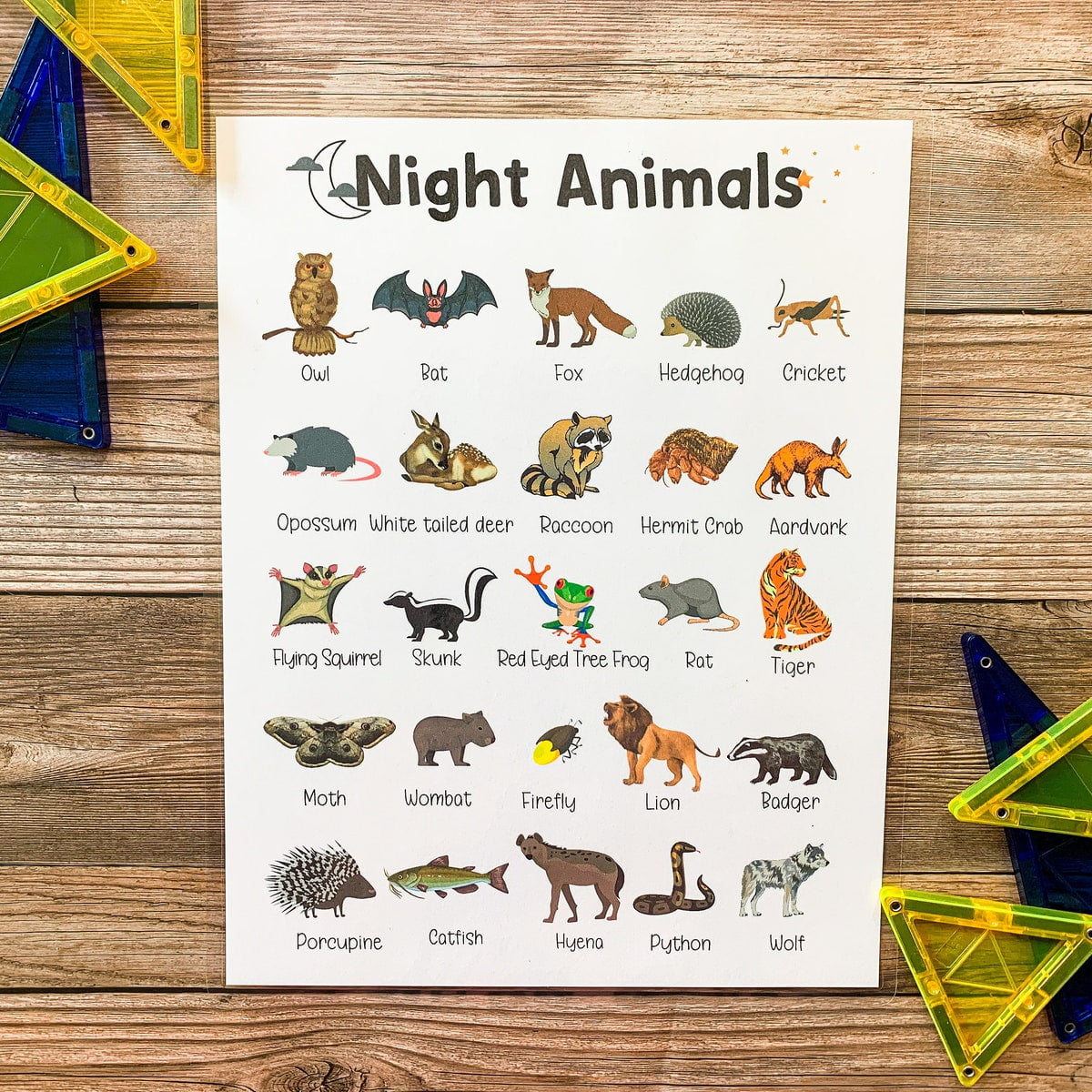 Miluva Nocturnal Animal Poster, Night Animals, Science, Homeschool ...