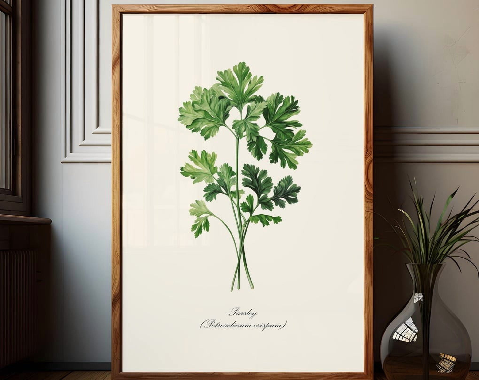 Miluva Parsley Herb Wall Art Gift For New Kitchen Rustic Green Decor ...
