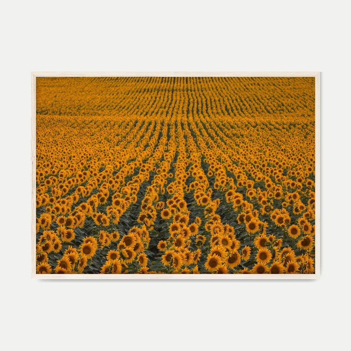 Miluva Sunflower Printable Photography, Sunflowers Field Print ...
