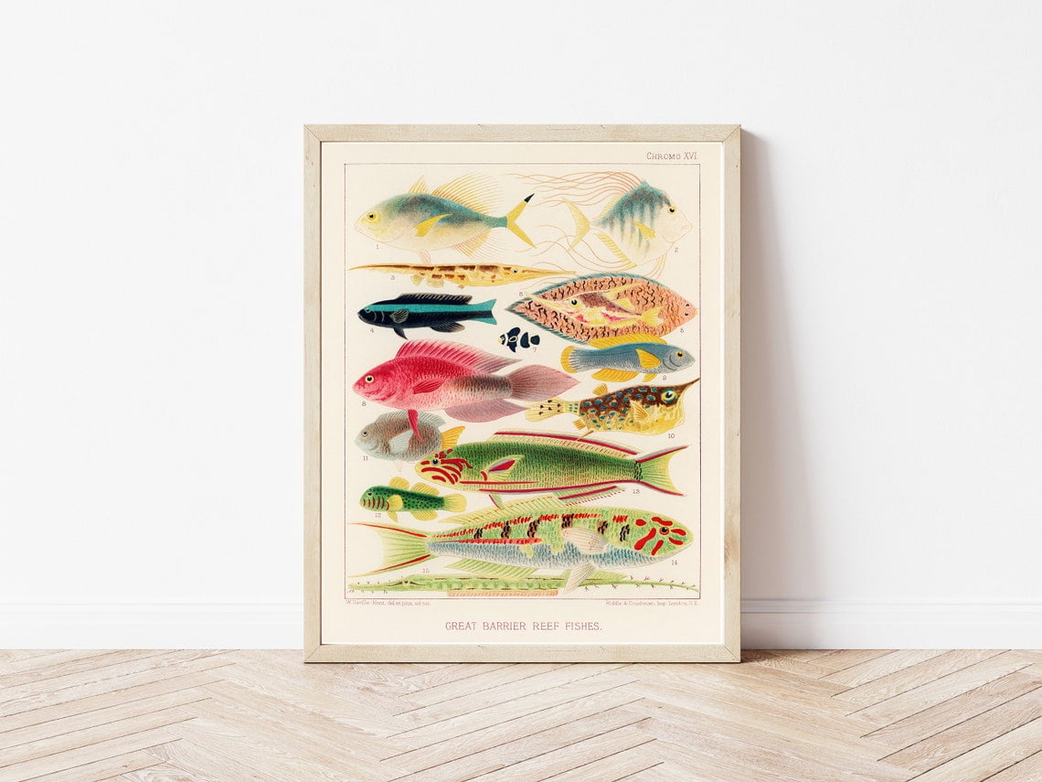Miluva Tropical Fish Great Barrier Reef Australia 1893 Lithograph ...